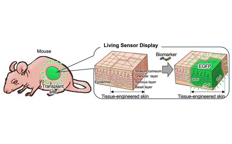 Кожный трансплантат светится в ответ на воспаление — PCR News