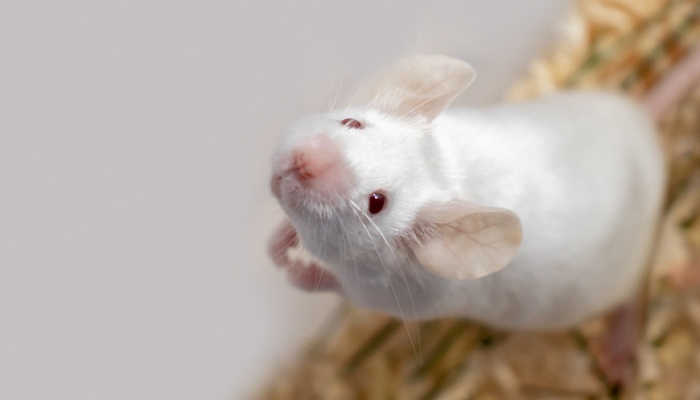 Снотворное ухудшило очистку мозга мышей от «мусора» — PCR News