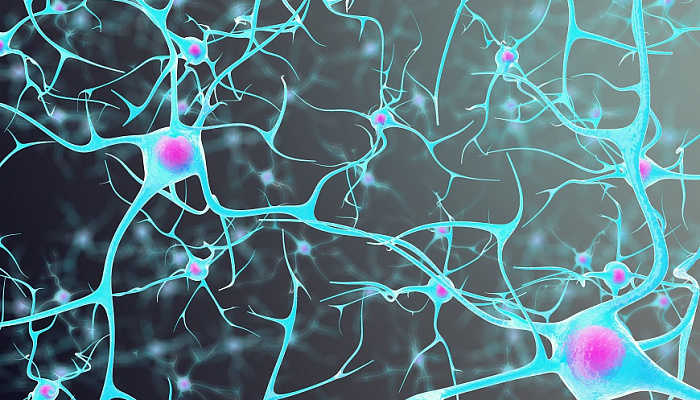 Molecular Characterization of the Human DRG and its Implication for ...