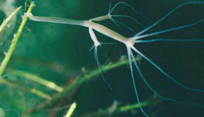 Пресноводная гидра может стать моделью трансмиссивного рака — PCR News