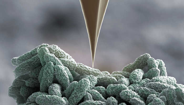 Синегнойная палочка наносит ответный удар — PCR News