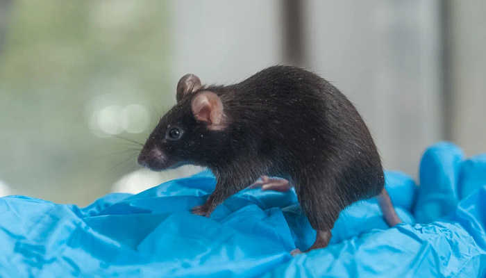 Назальный спрей с антителами против CD3 снизил нейровоспаление после черепно-мозговой травмы у ...