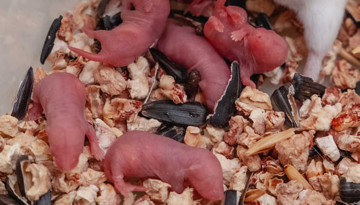 Введение препарата против СМА в амниотическую жидкость испытали на мышах — PCR News